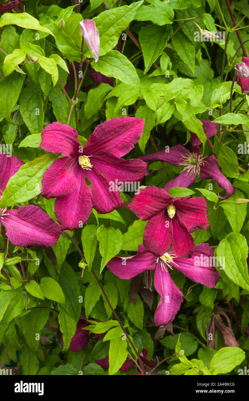 Clematis Rouge Cardinal A group 3 late flowering climbing clematis ...