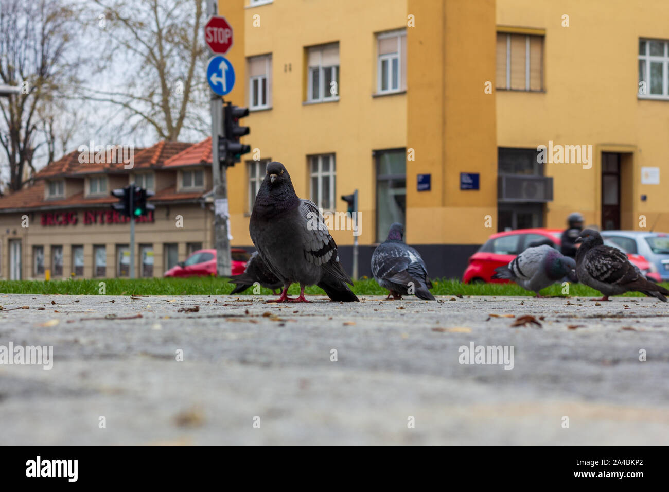 Stop the pigeon hi-res stock photography and images - Alamy