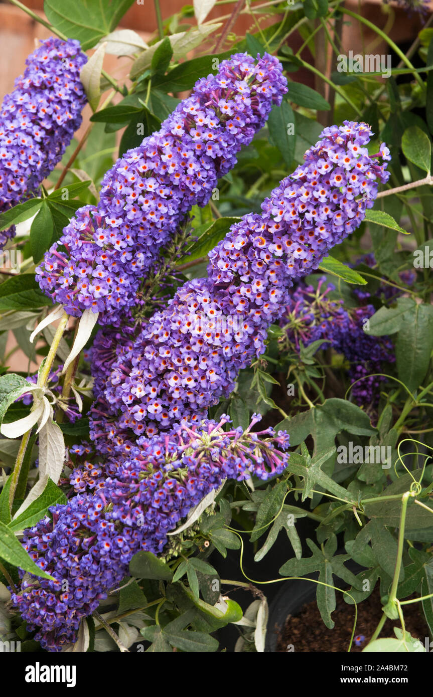 Flower spikes of Buddleia davidii Black Knight also called Butterfly ...