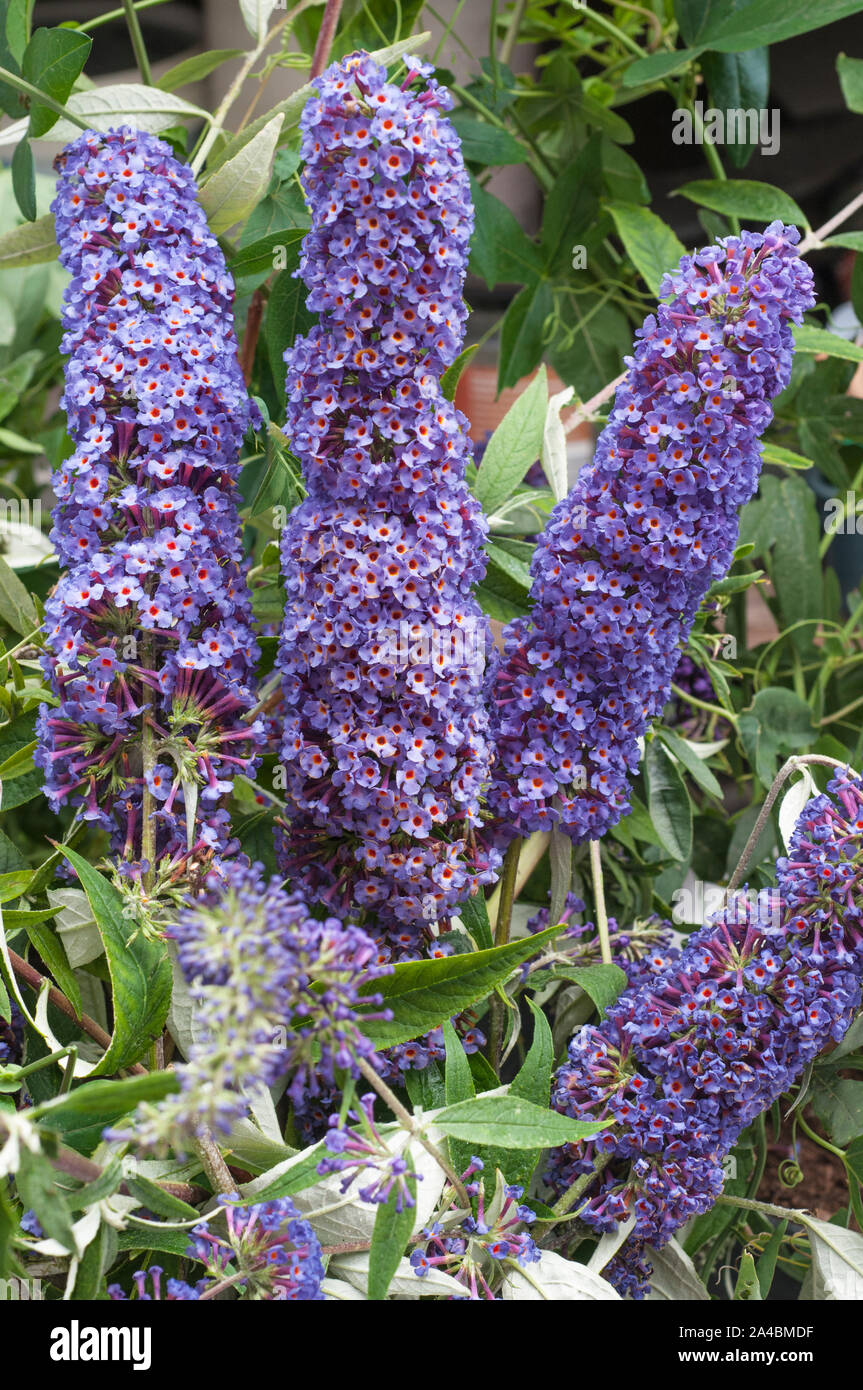 Flower spikes of Buddleia davidii Black Knight also called Butterfly ...