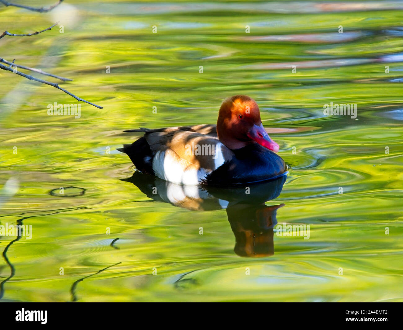 The red duck (Netta rufina) is a species of anseriform bird of the ...