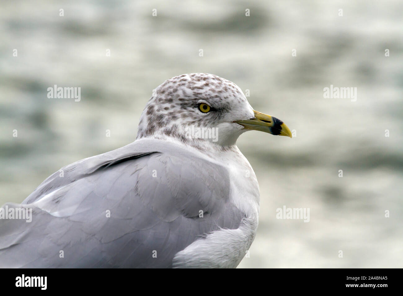 Closeup head face seagull hi-res stock photography and images - Alamy