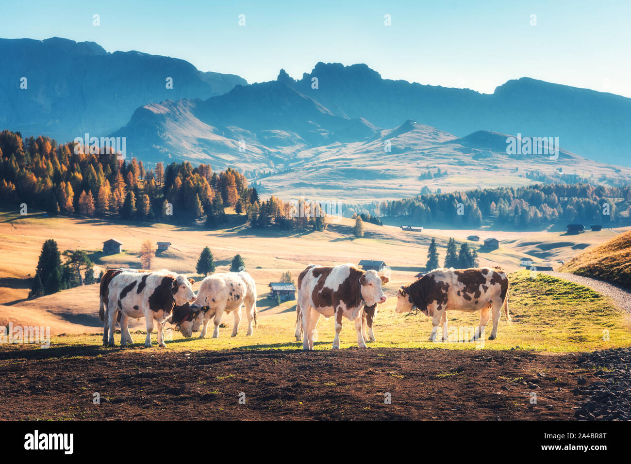 Beautiful cows and calves on the meadow with green grass Stock Photo ...