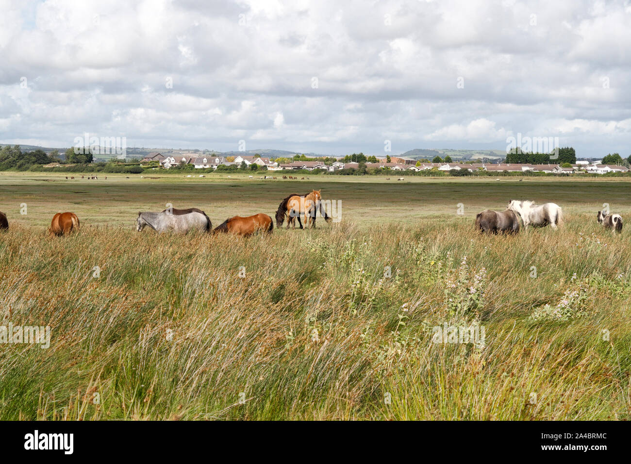 Gower peninsula wildlife hi-res stock photography and images - Alamy
