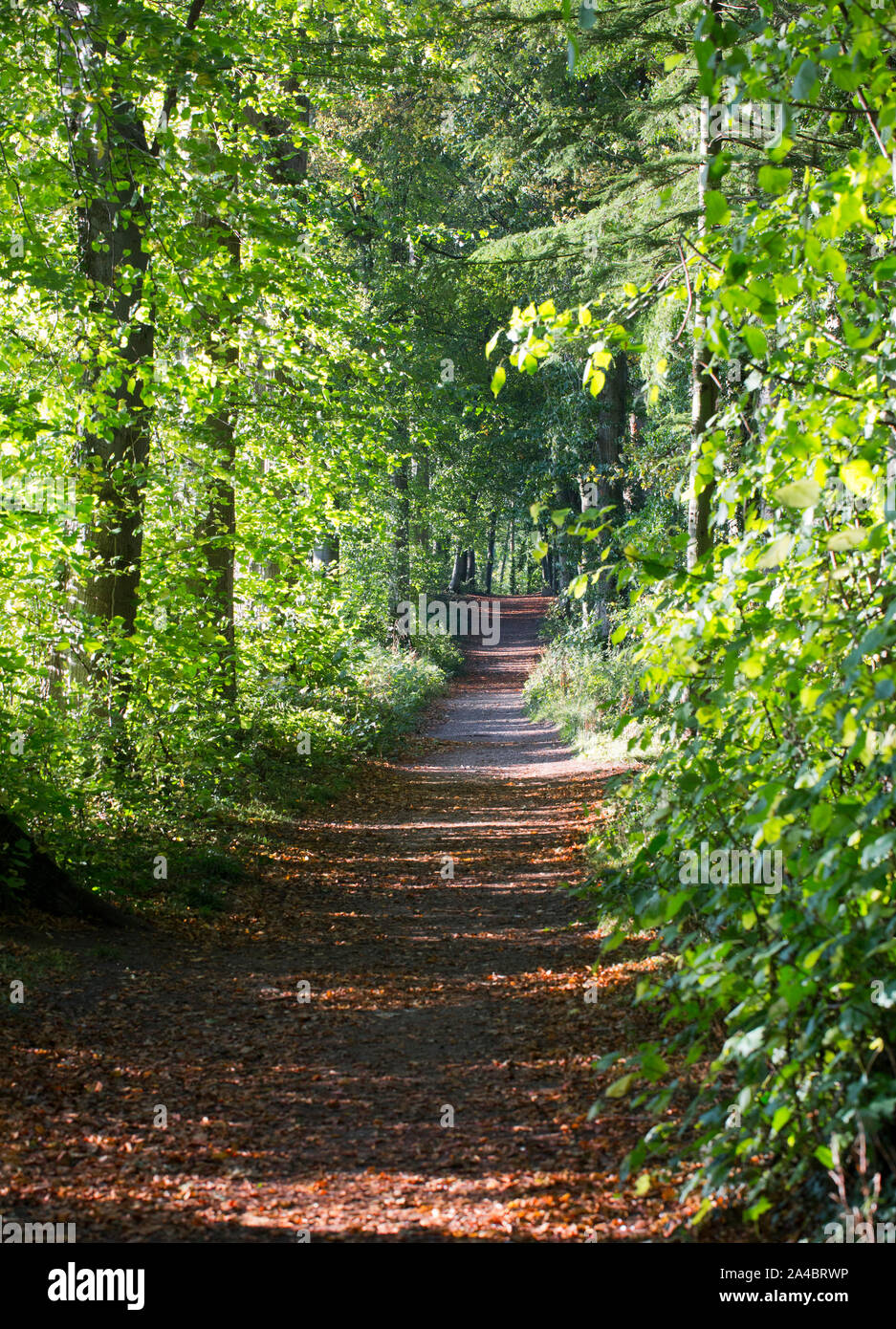 Scotlands forest hi-res stock photography and images - Alamy
