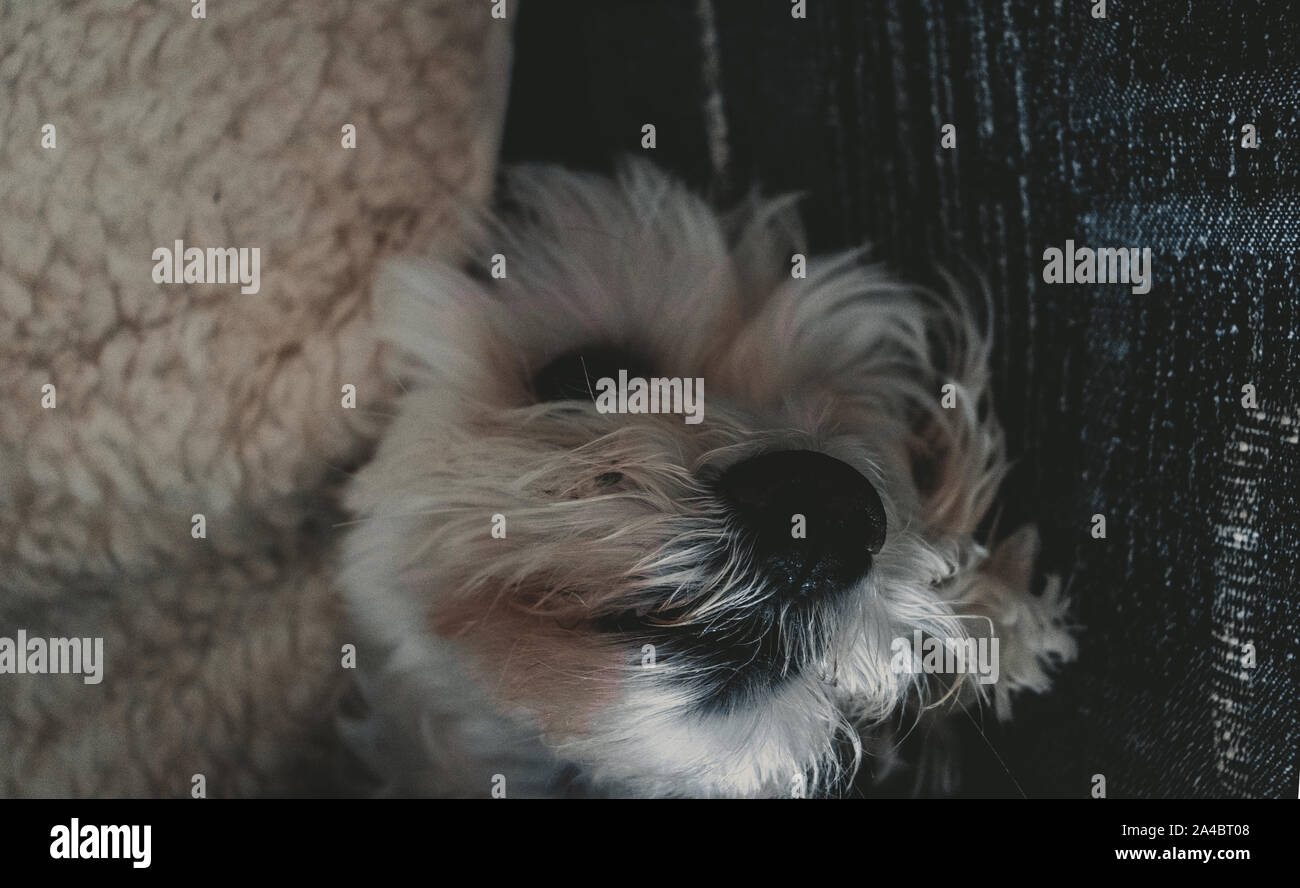 A dog face up side down Stock Photo - Alamy