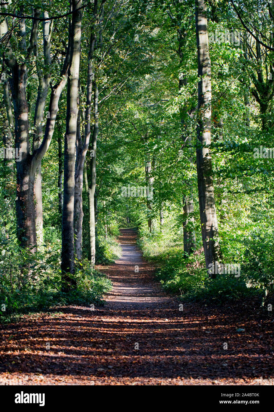 Forest walk, Dalkeith Country Park, Midlothian, Scotland Stock Photo ...