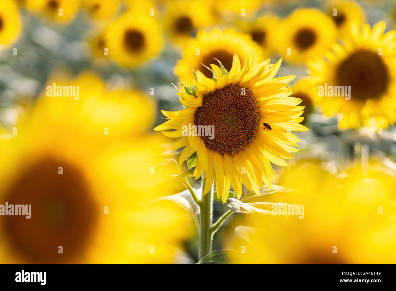 Nice sunflower hi-res stock photography and images - Alamy