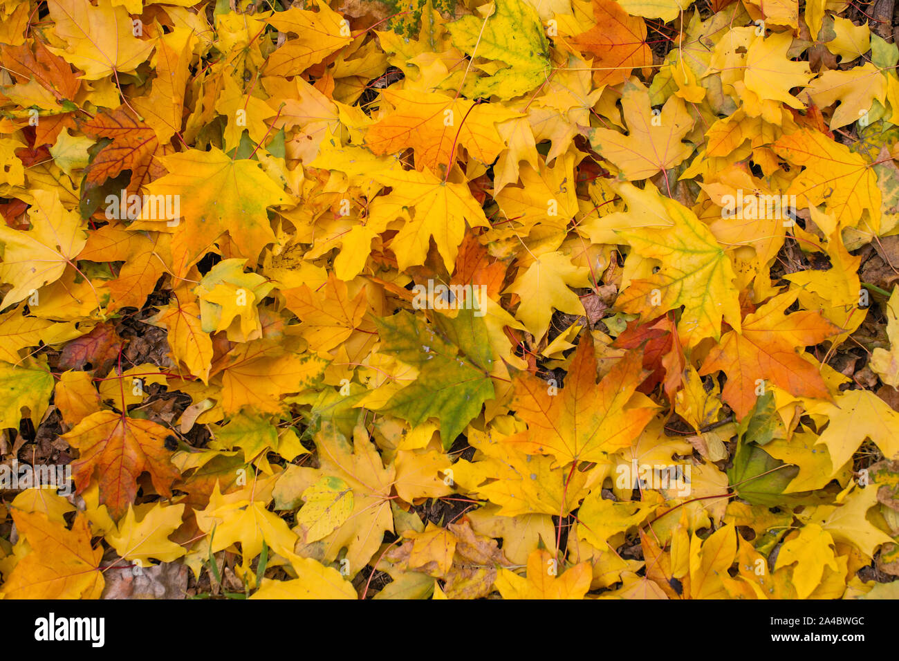 Maple yellow leaves had fallen to the ground Stock Photo - Alamy