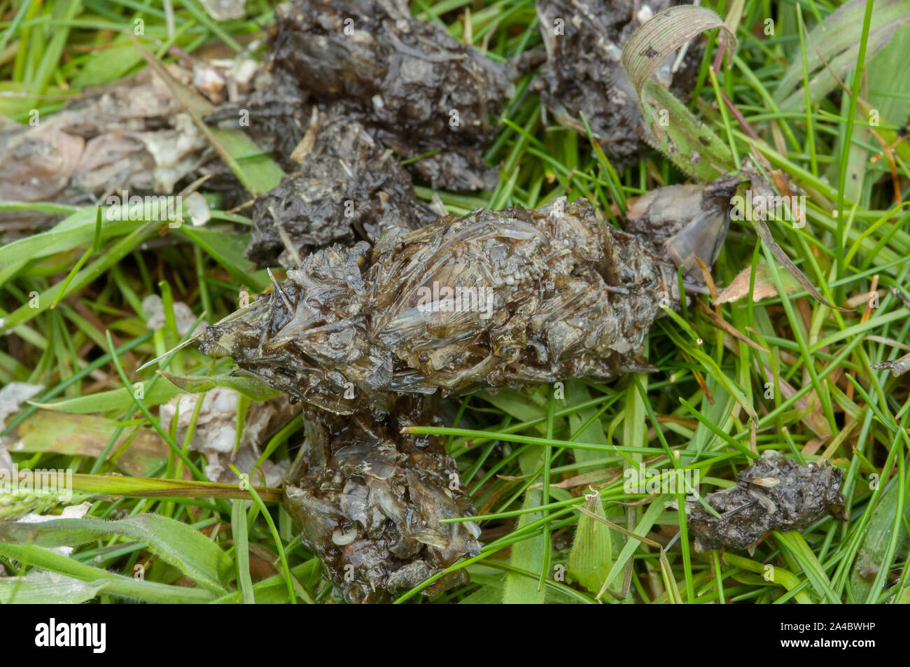 Otter (Lutra lutra), spraint heaps in prominent location, Tiree, Inner ...