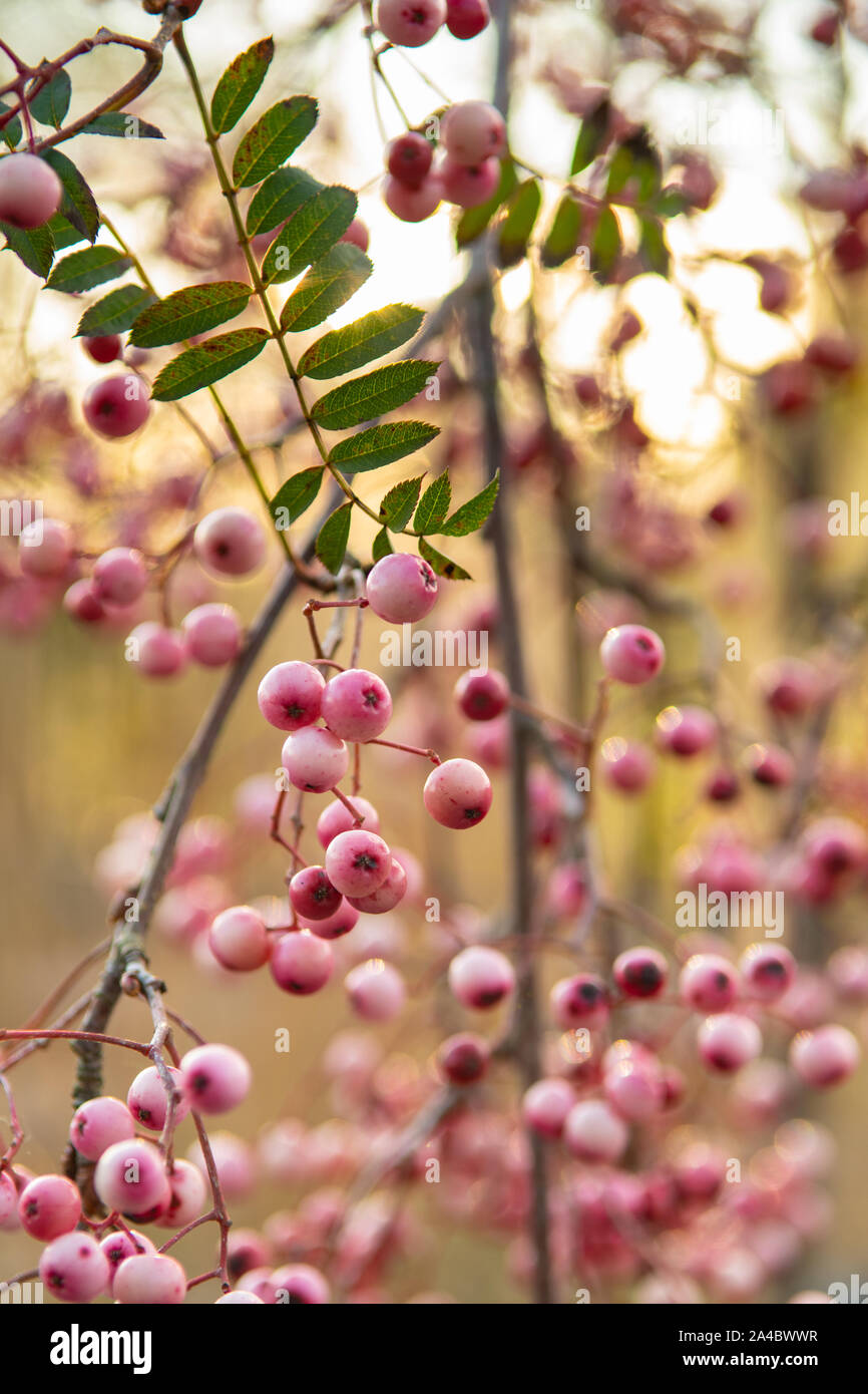 Sorbus Vilmorinii High Resolution Stock Photography and Images - Alamy