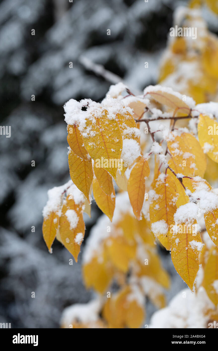 Alaska wallpaper hi-res stock photography and images - Alamy