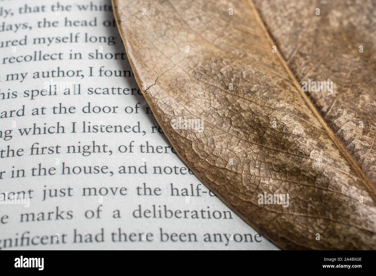 Dried brown leaf over the pages of the book Stock Photo - Alamy