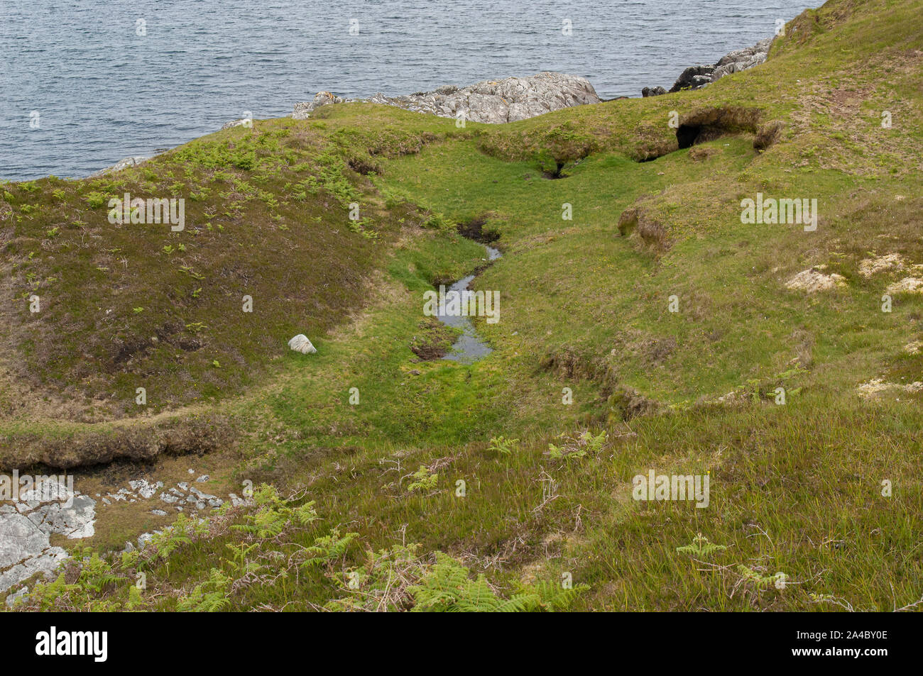 Otter (Lutra lutra), coastal holt area, Benbecula, Western Isles ...