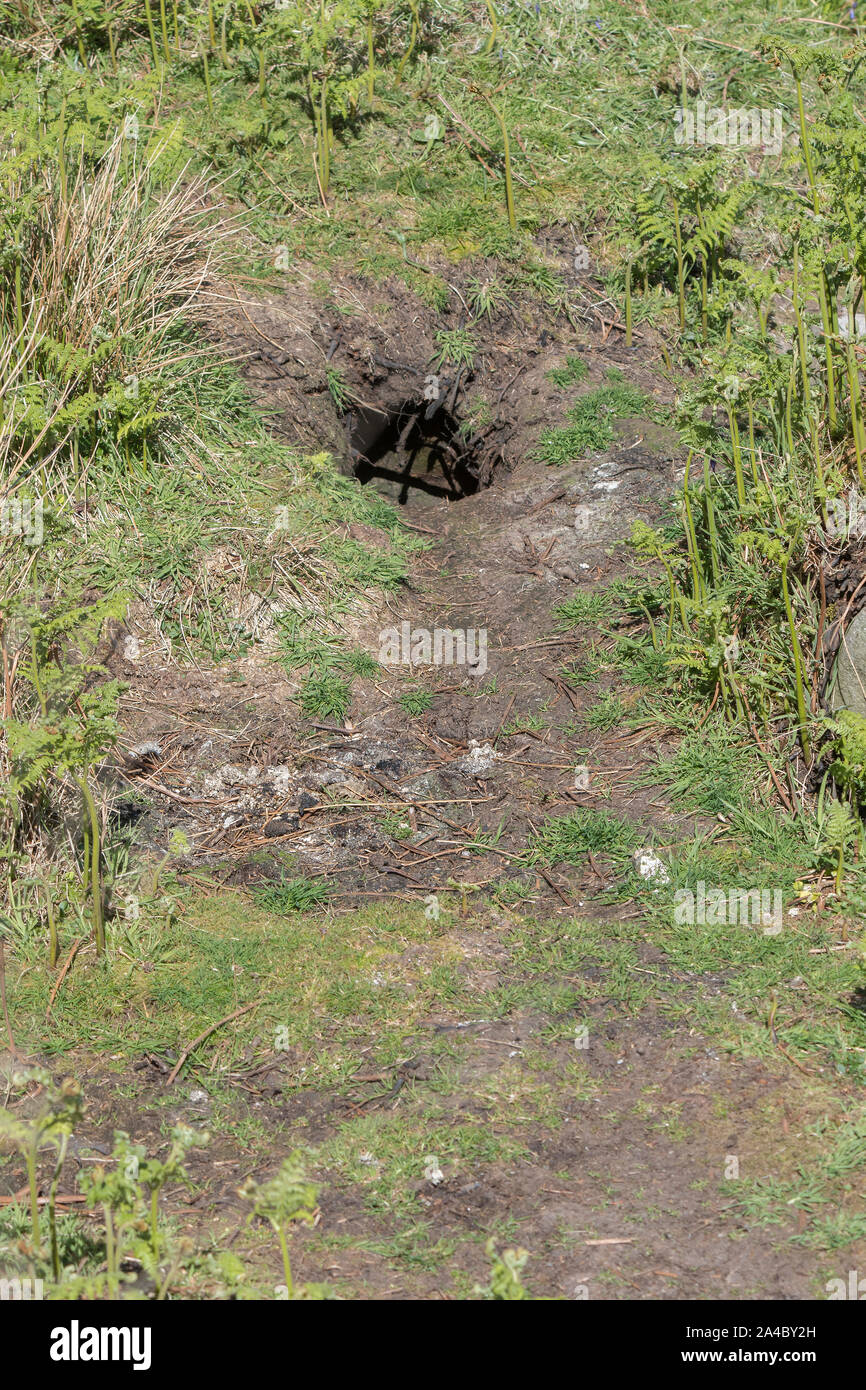 Otter lutra lutra holt hi-res stock photography and images - Alamy