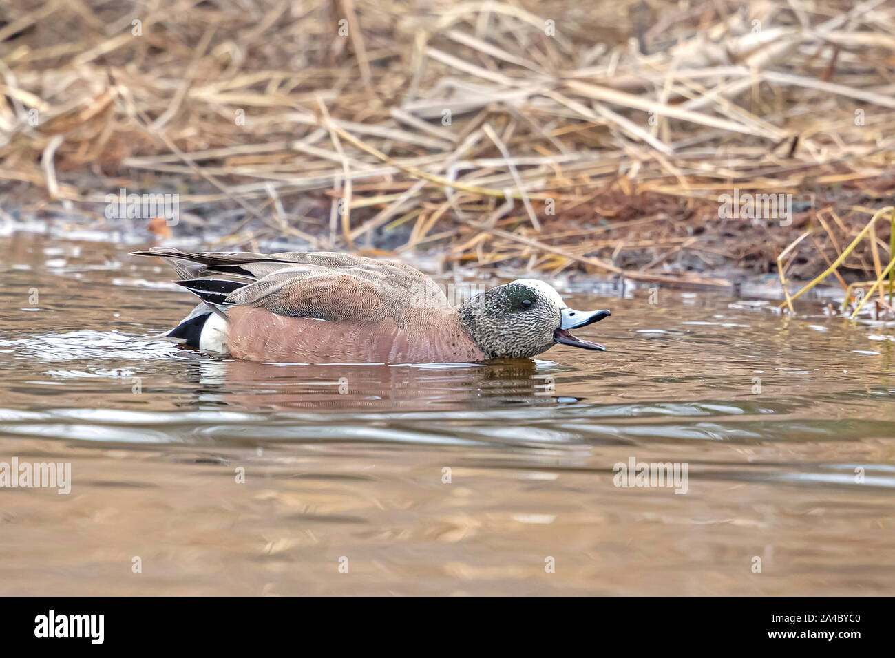 American Wigeon Drake Swimming Stock Photo - Alamy