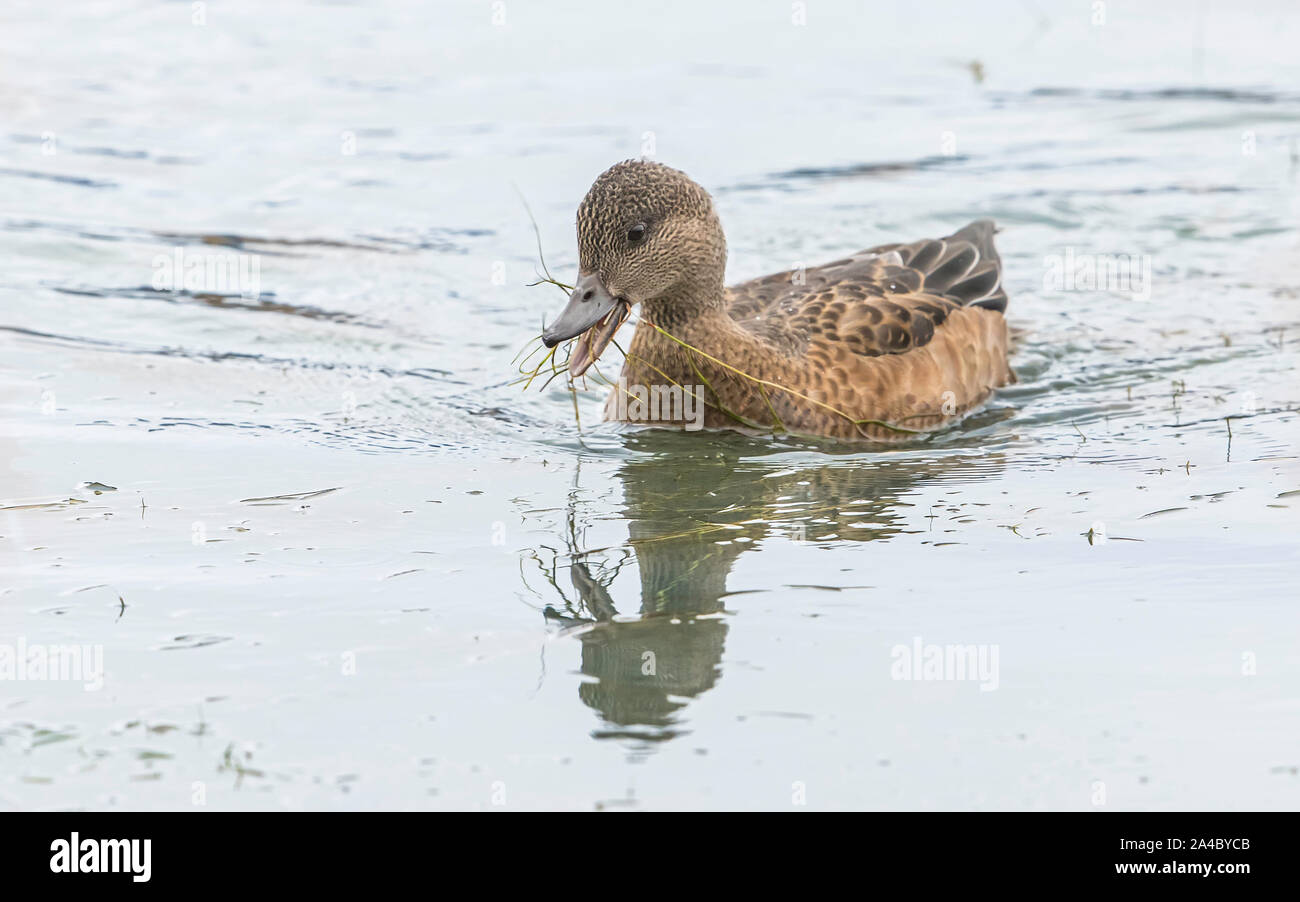 American wigeon hen hi-res stock photography and images - Alamy