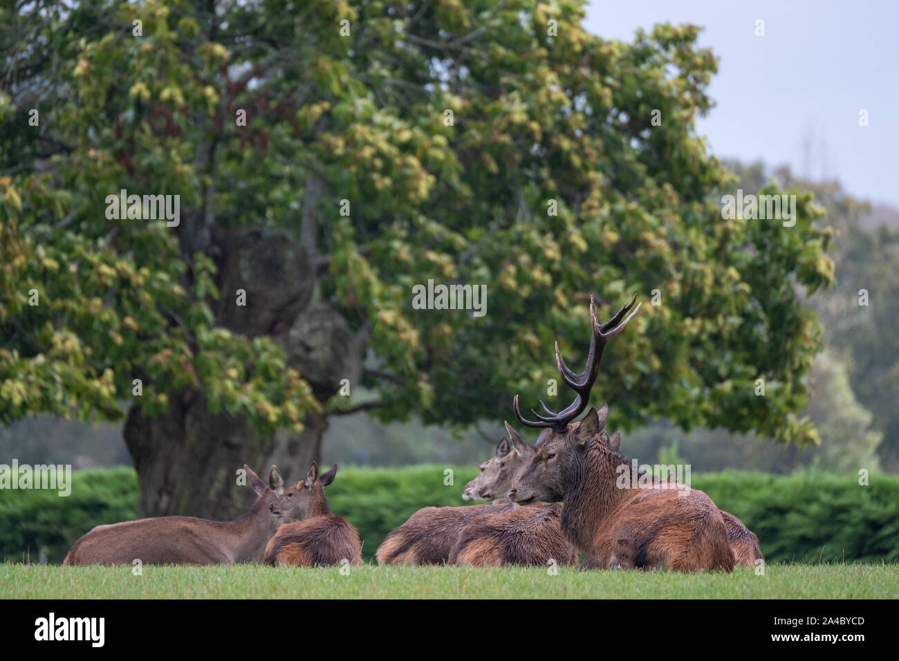 Sitting group of red deer, including male with antlers and female hinds ...