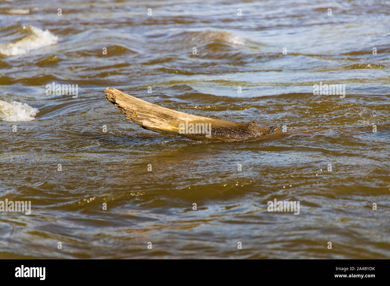 Fallen tree branch Stock Photo - Alamy