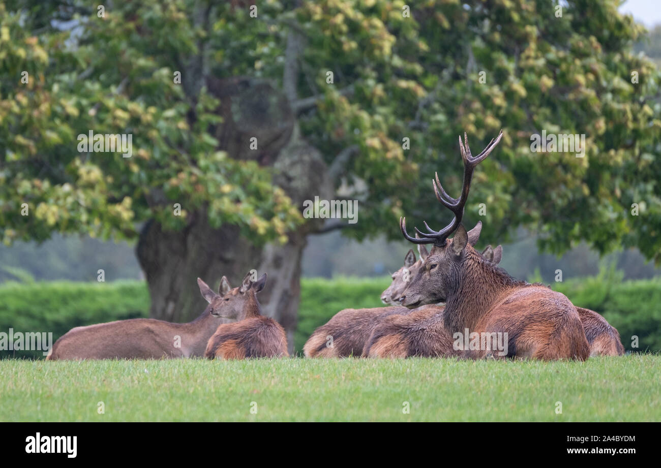 Sitting group of red deer, including male with antlers and female hinds ...
