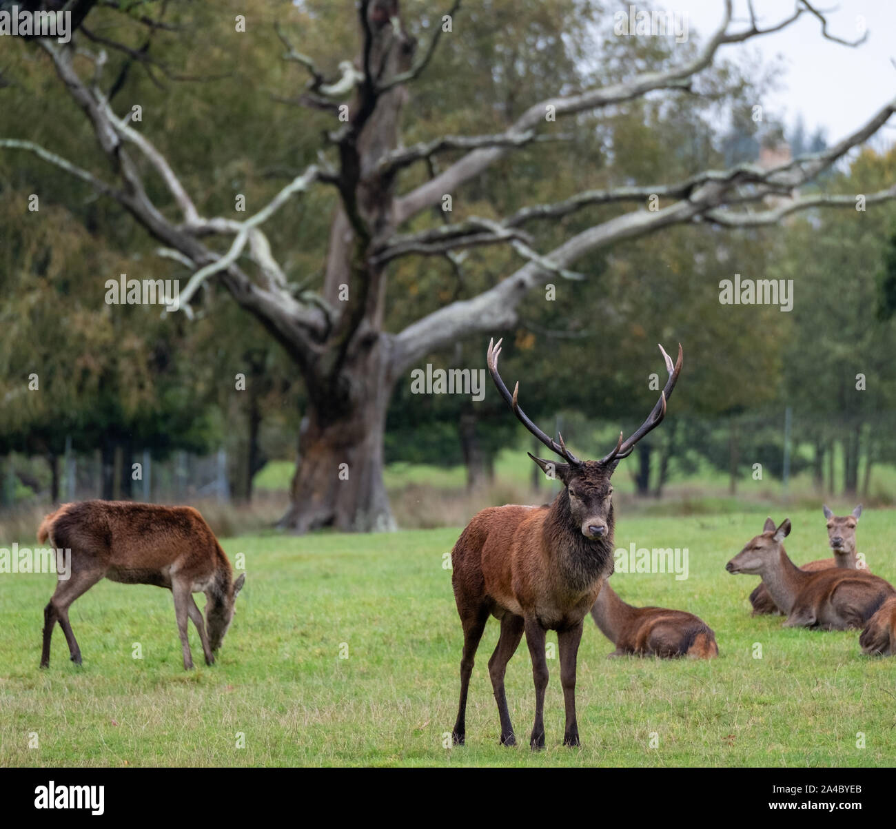 Roe deer uk herd hi-res stock photography and images - Alamy