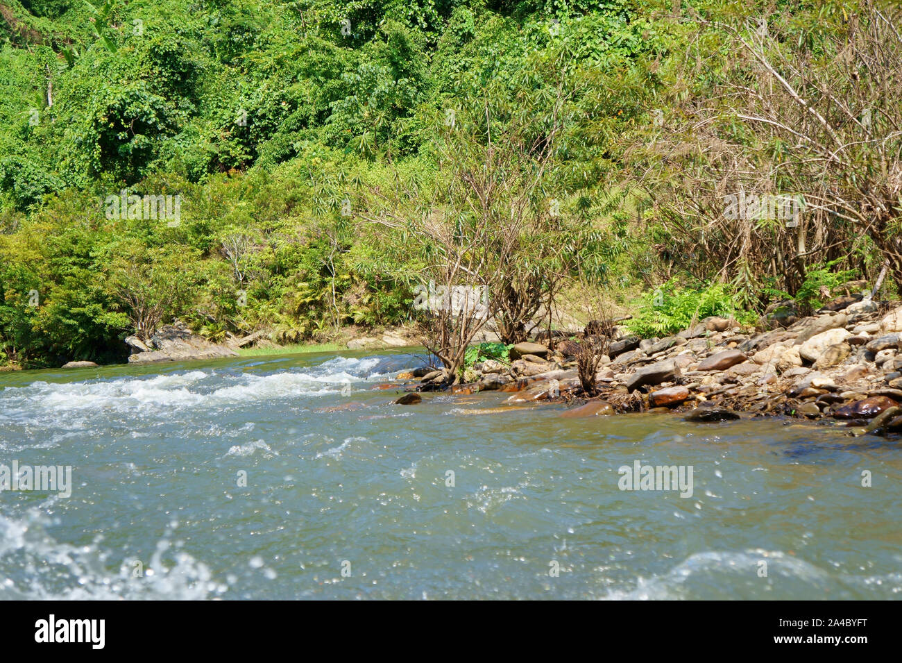 Tropical forest in the autumn morning Stock Photo - Alamy