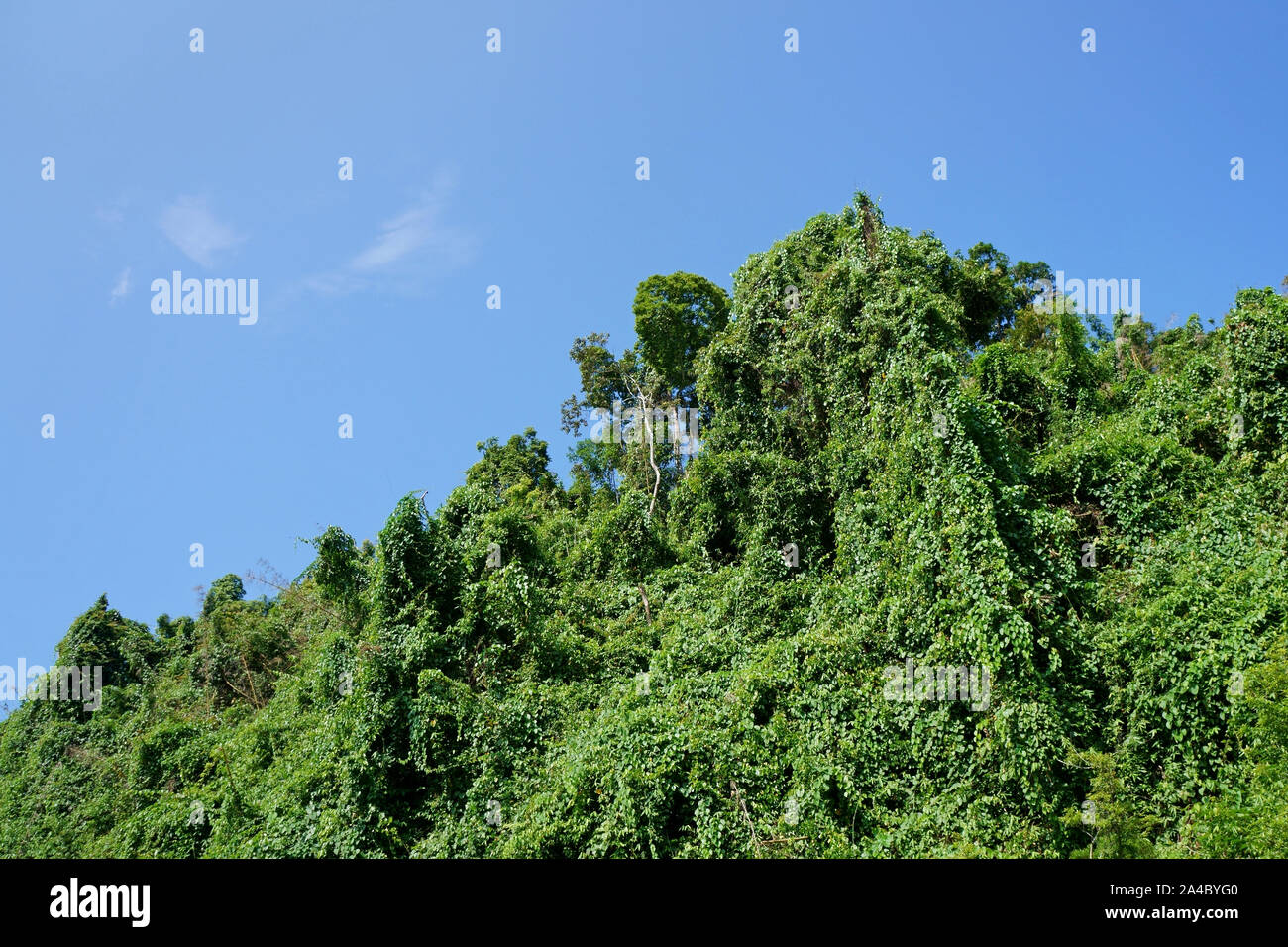 Rainforest sky hi-res stock photography and images - Alamy