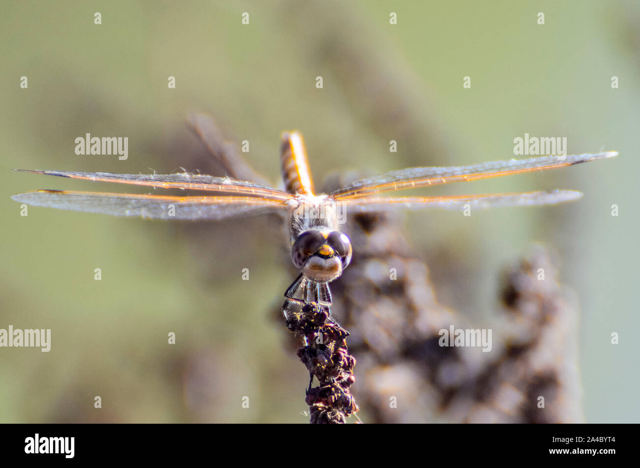 A dragonfly rests at the San Luis National Wildlife refuge in the ...