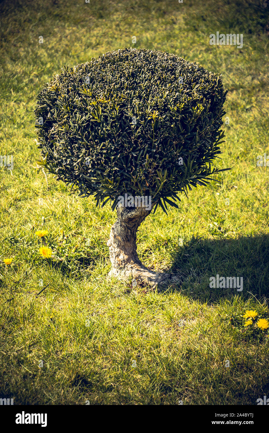 Very young small oak tree in pine forest in summer hi-res stock ...