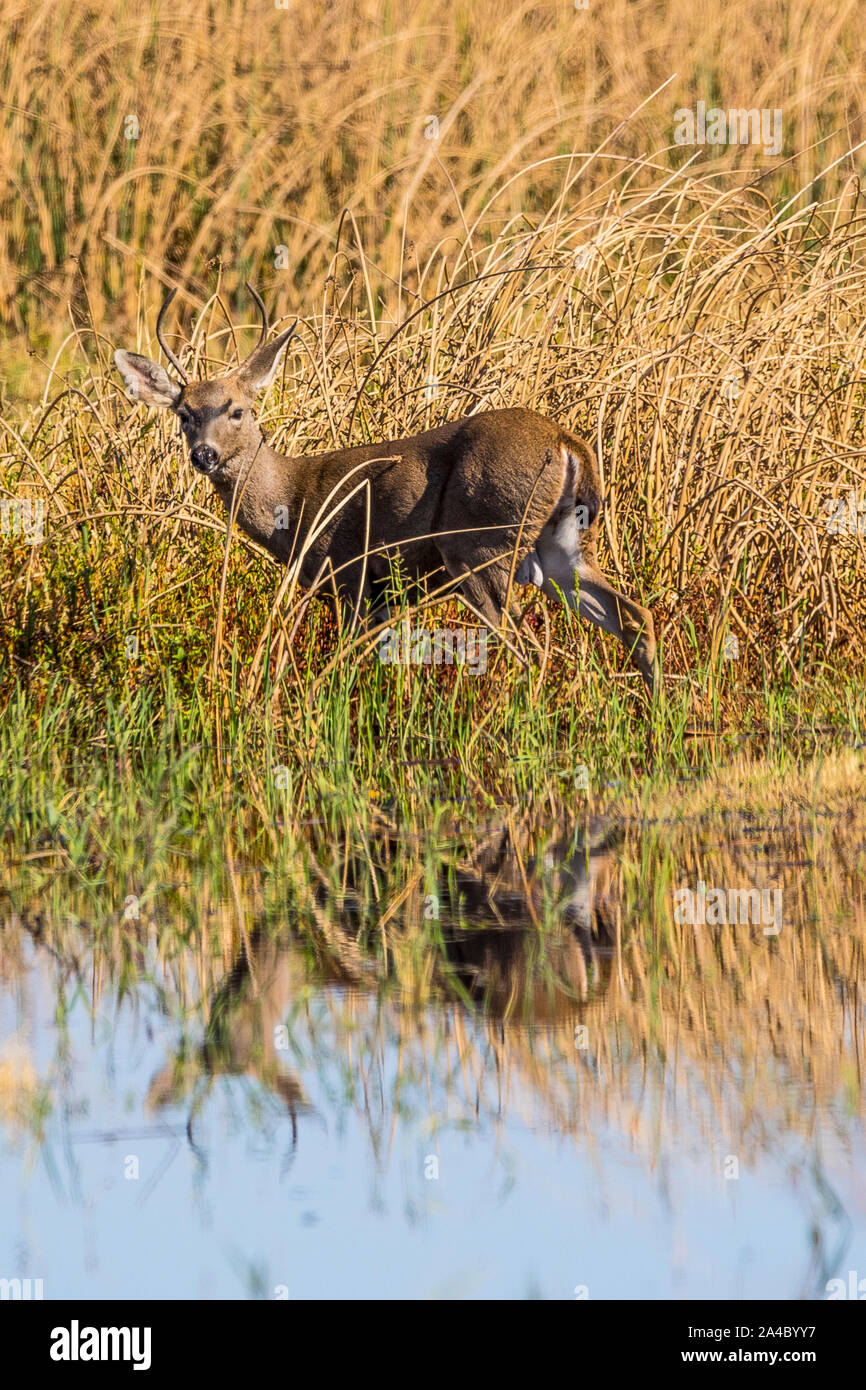 A young spike buck grazes on new green growth at the San Luis National ...