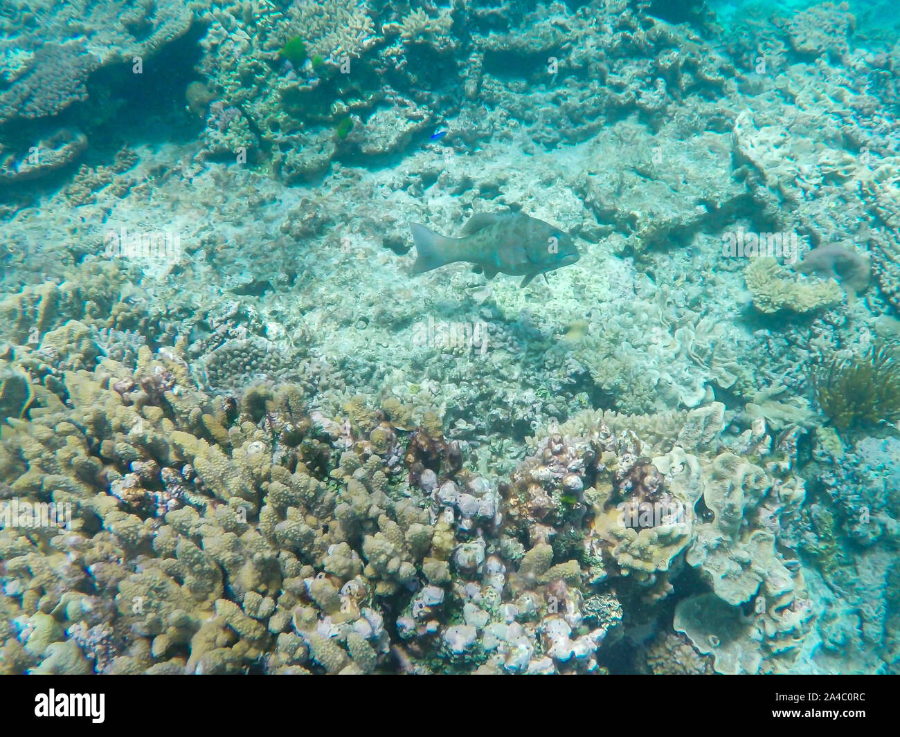 Coral trout hi-res stock photography and images - Alamy