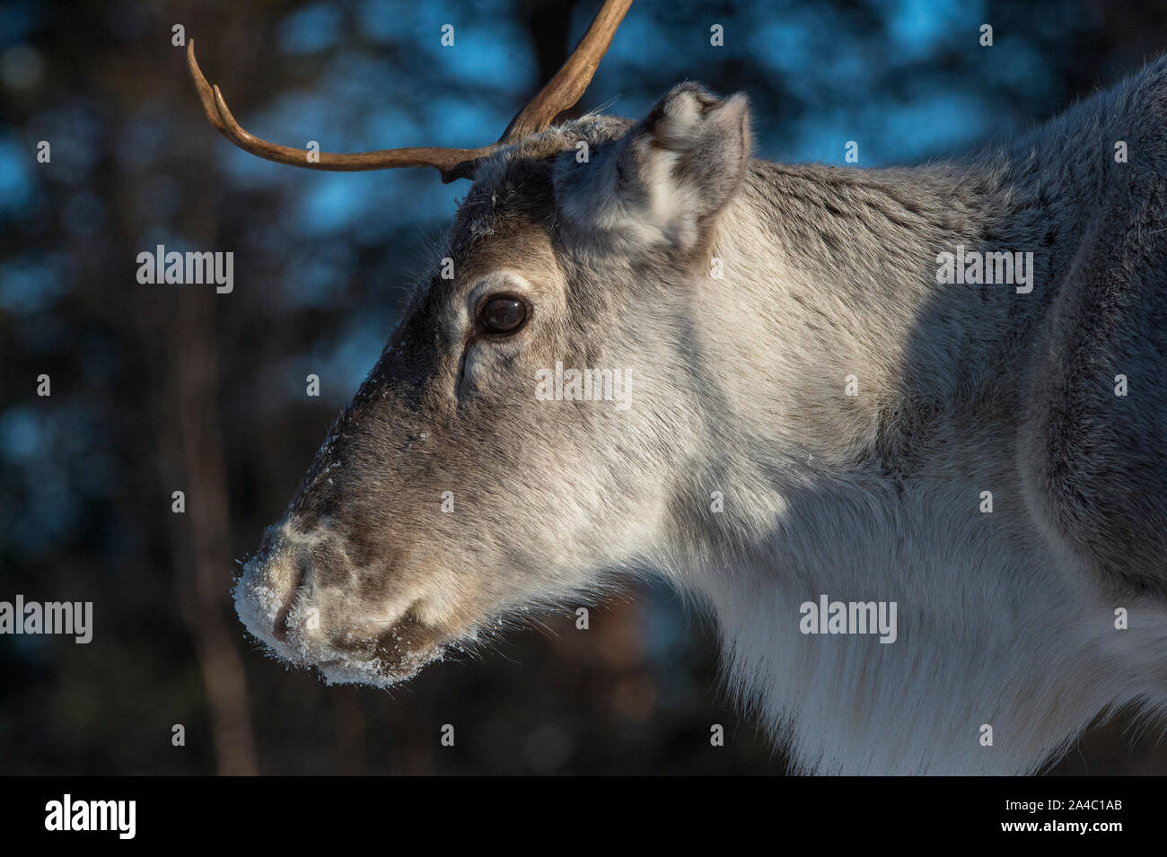 Reindeer (Rangifer tarandus) close up, Kaamanen, Finland Stock Photo ...