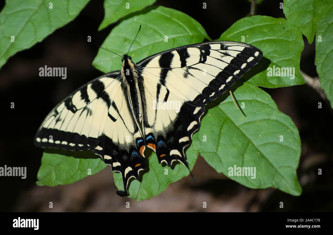 Yellowtail butterfly hi-res stock photography and images - Alamy