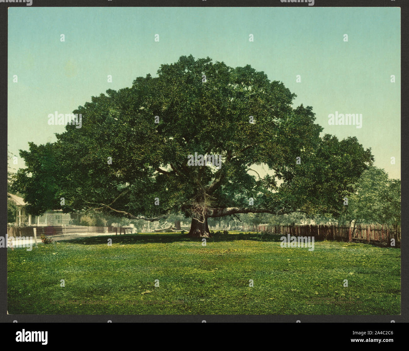 The Mammoth oak, Pass Christian, Miss Stock Photo - Alamy