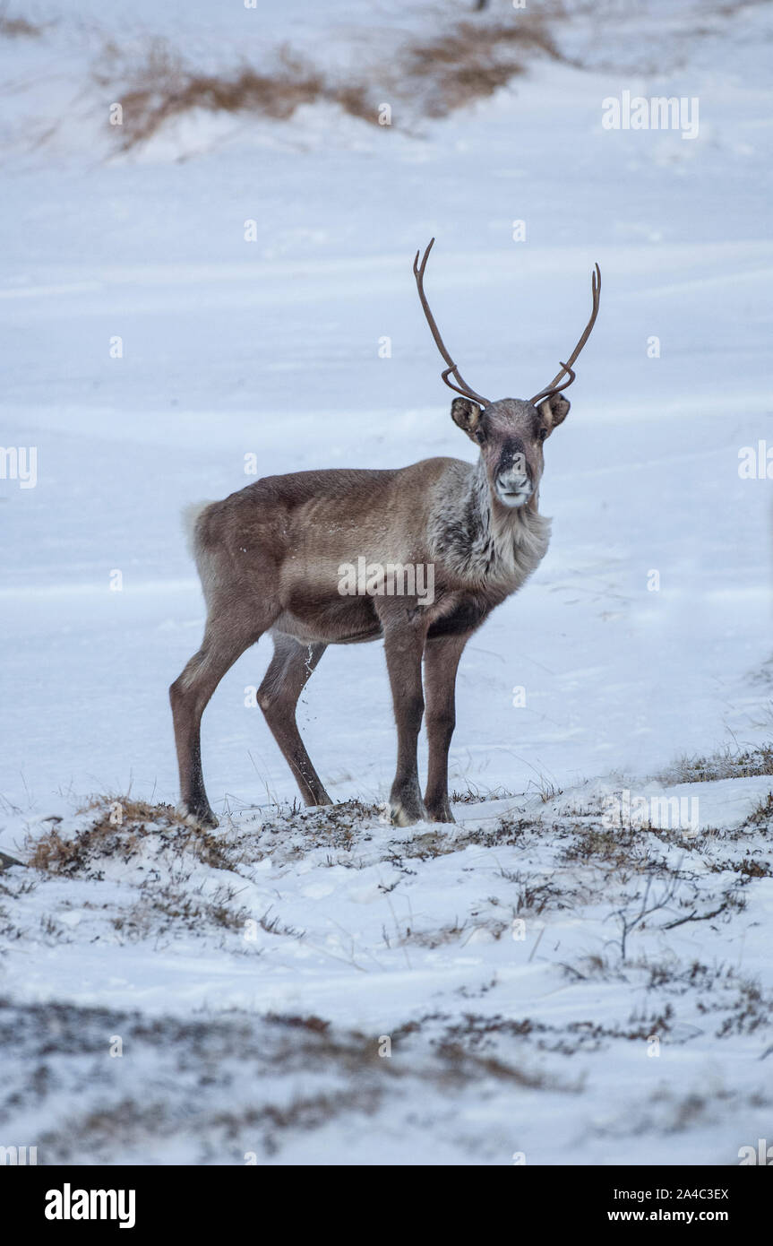 Reindeer (Rangifer tarandus) feeding in the winter, snow covered hills ...