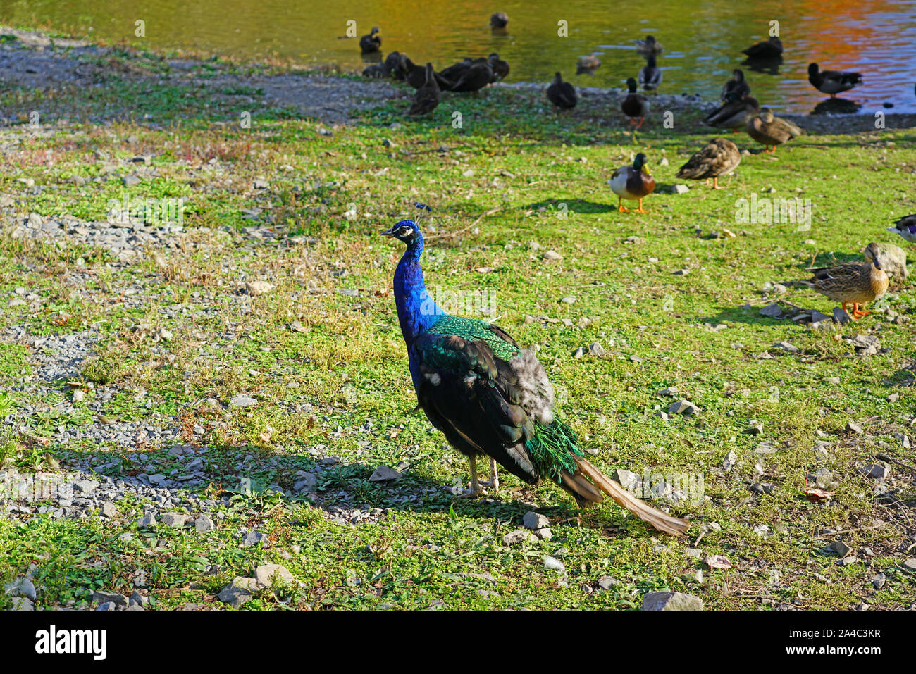 Colorful green and blue peacock bird with plume feathers Stock Photo ...
