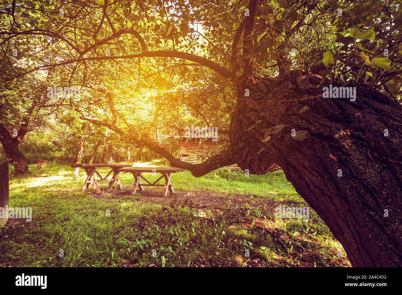 Wooden old, bench and table, sitting area under tree in woods. Picnic ...