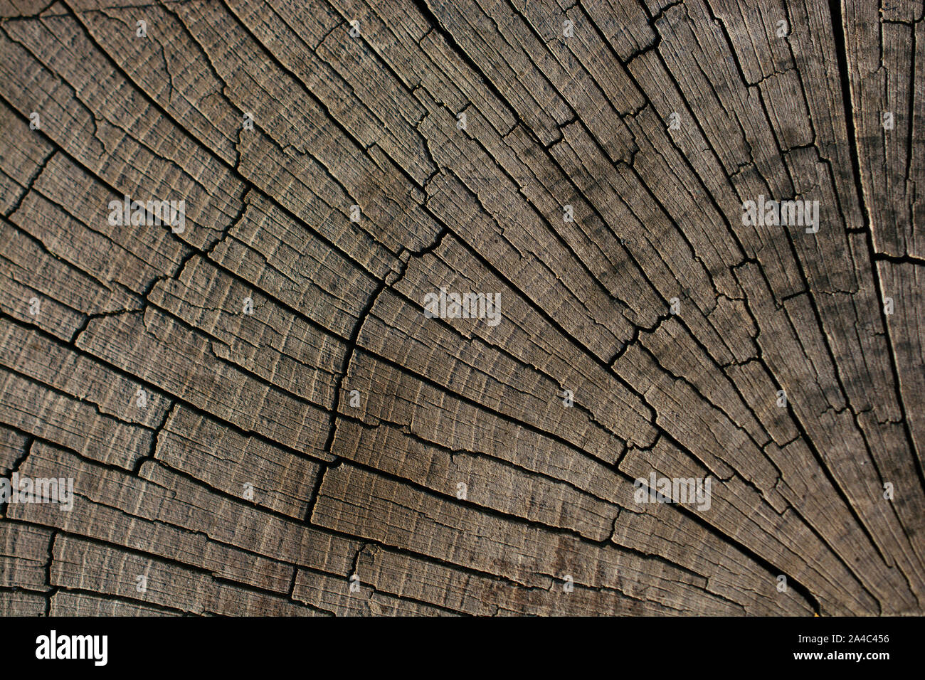 Cut tree stump surface as a background texture Stock Photo - Alamy