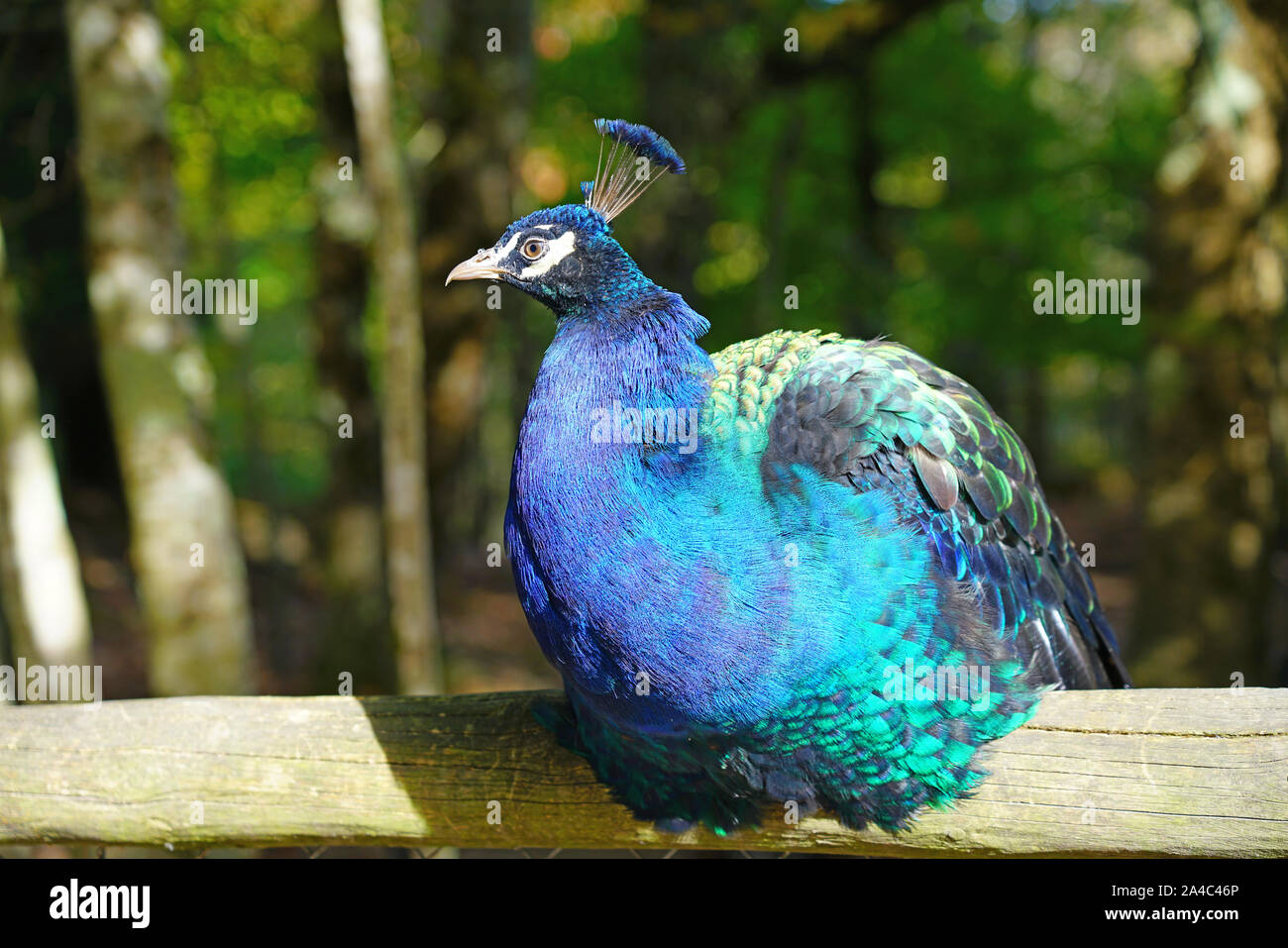 Colorful green and blue peacock bird with plume feathers Stock Photo ...