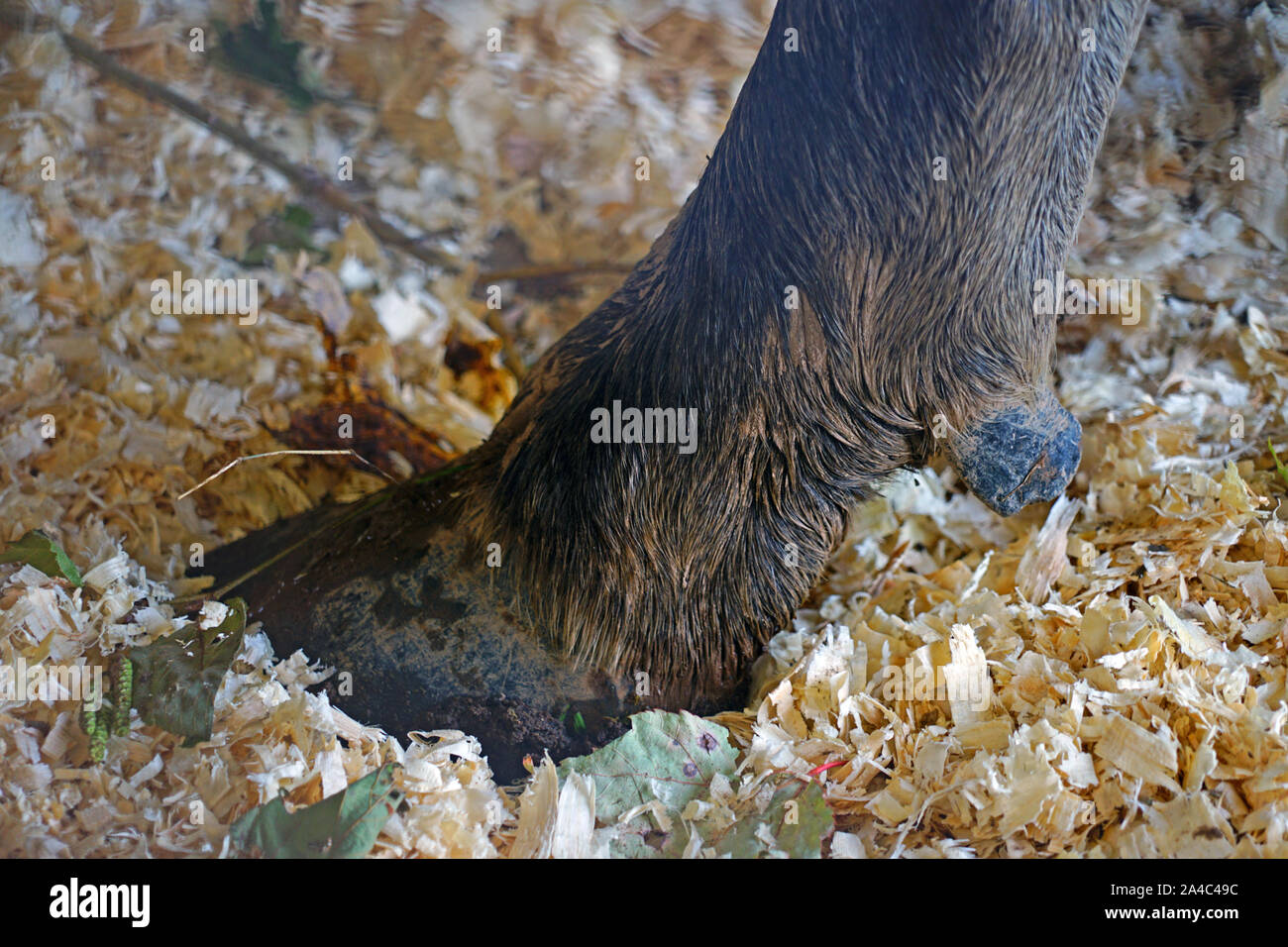 Hoof and moose hi-res stock photography and images - Alamy