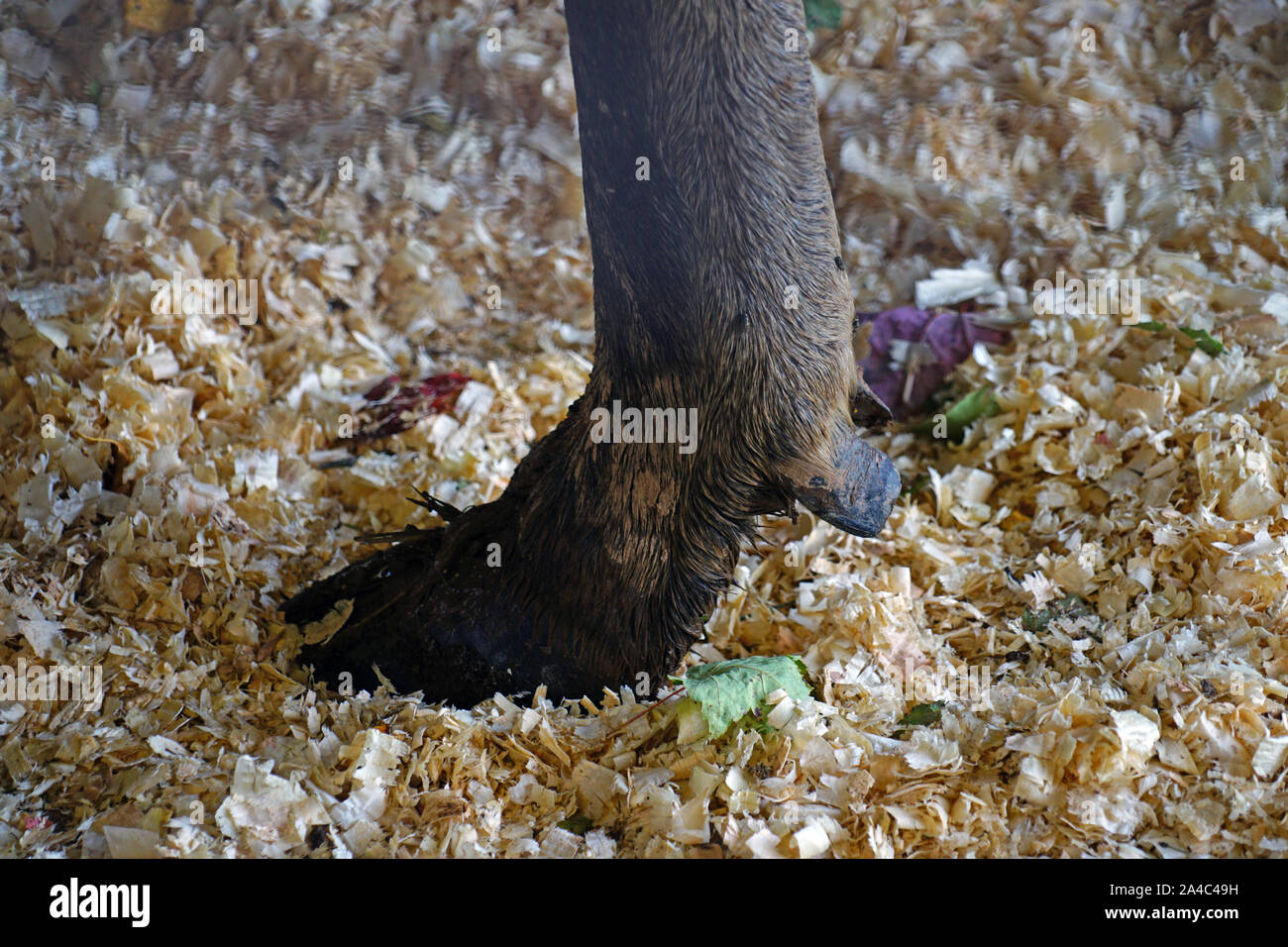 Close-up view of a moose hoof Stock Photo - Alamy