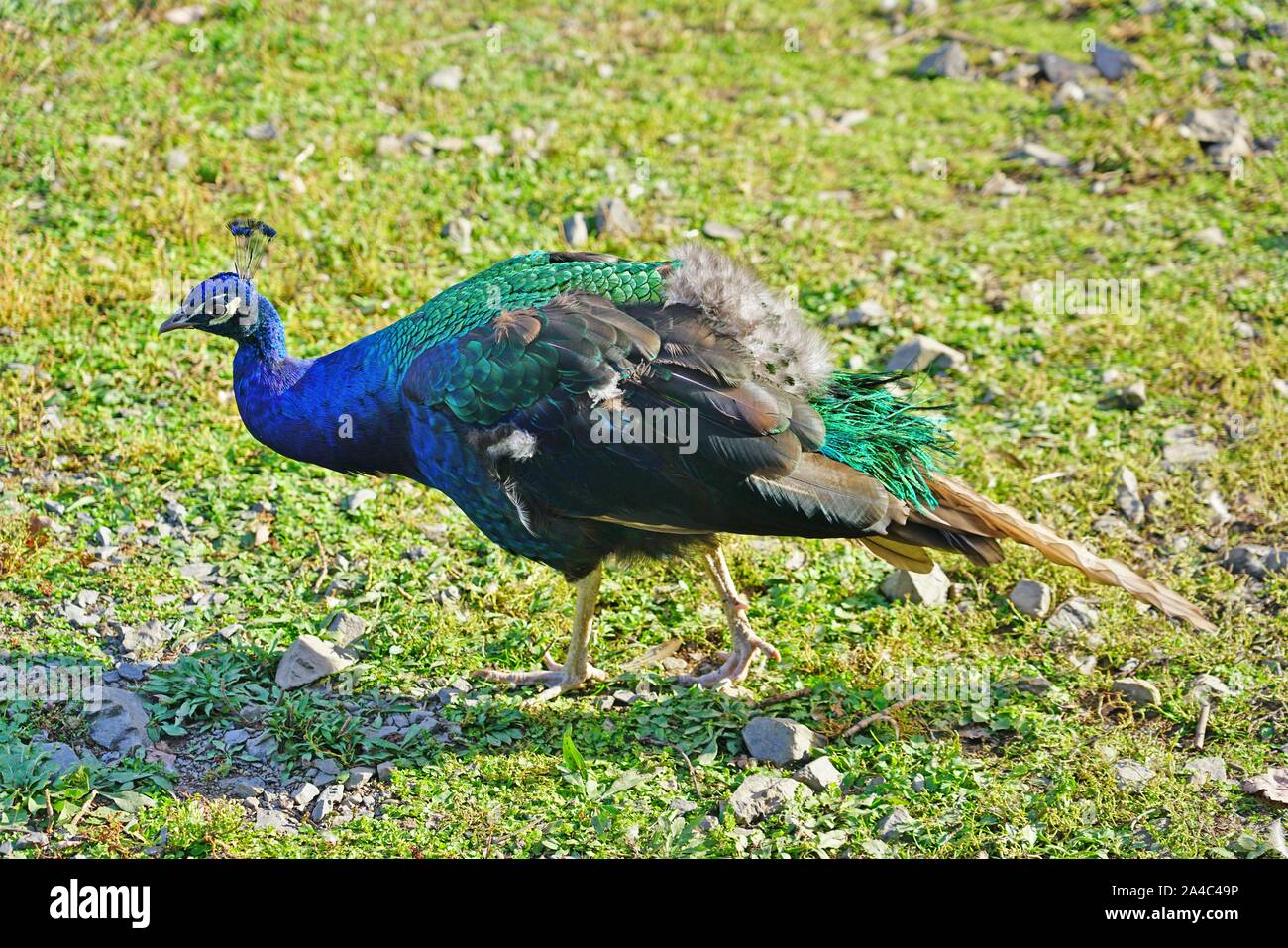 Colorful green and blue peacock bird with plume feathers Stock Photo ...