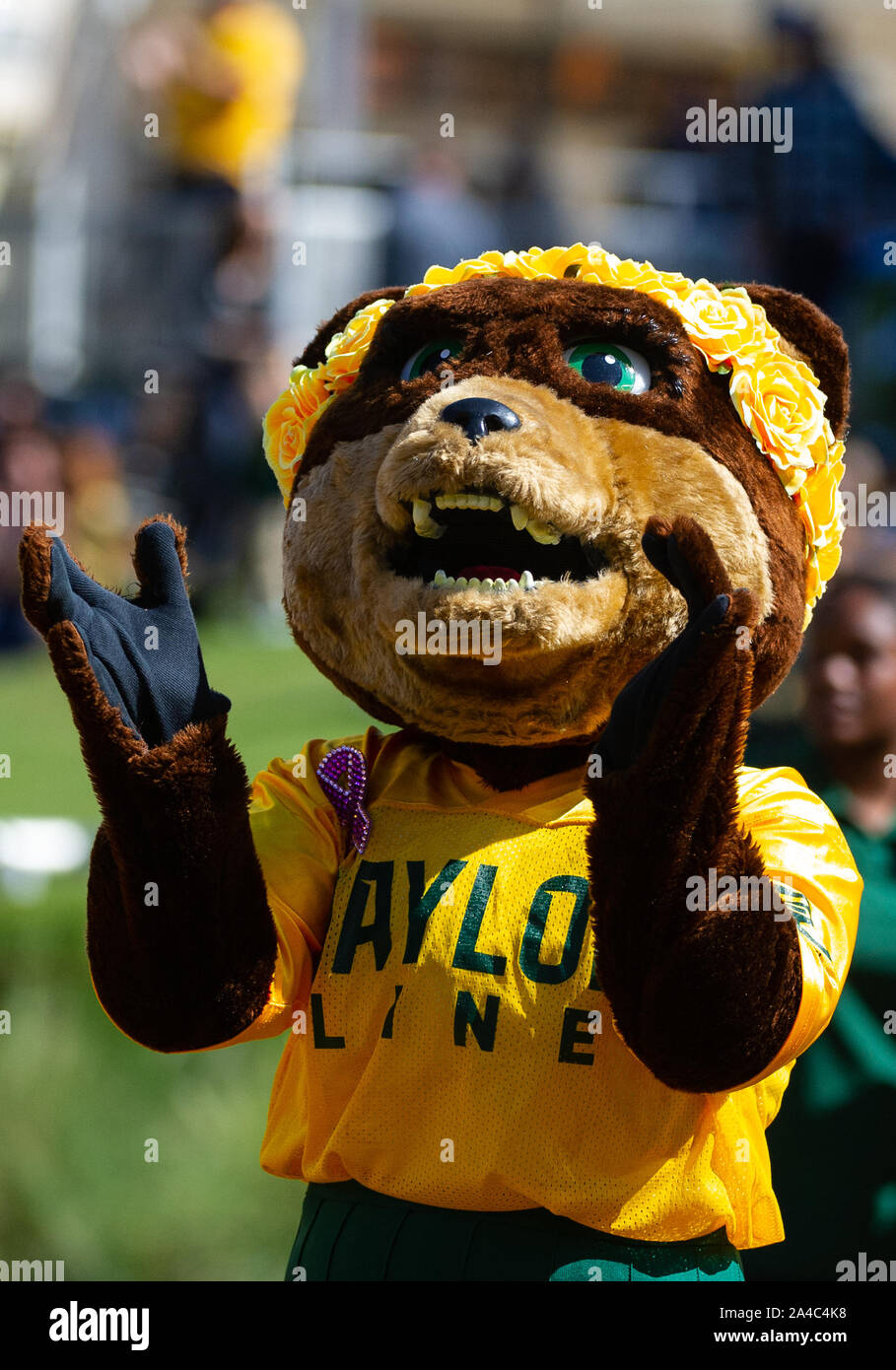 Waco, Texas, USA. 12th Oct, 2019. Baylor Bears mascot Marigold before ...
