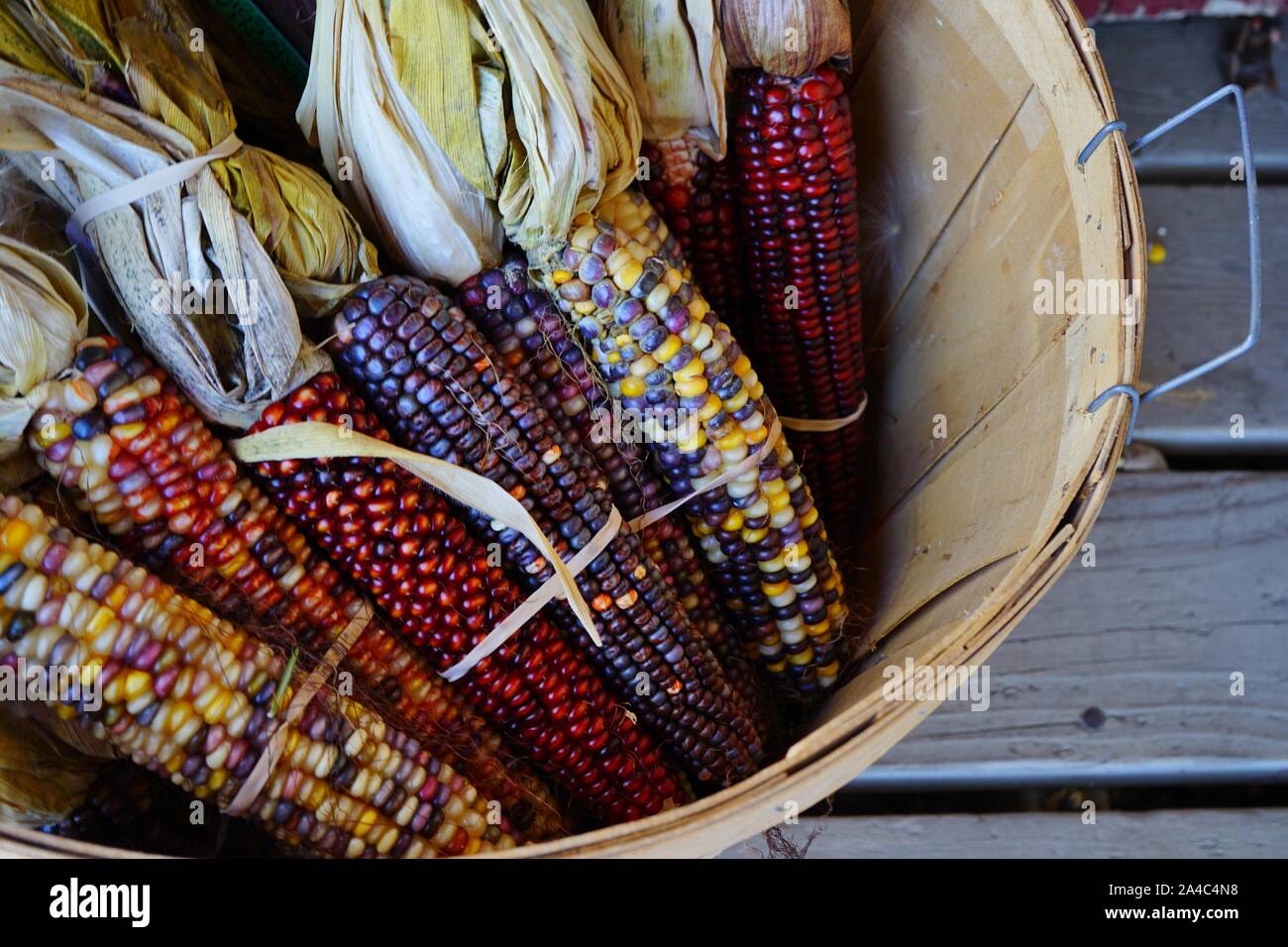 Decorative Indian corn with colorful kernels in the fall Stock Photo ...