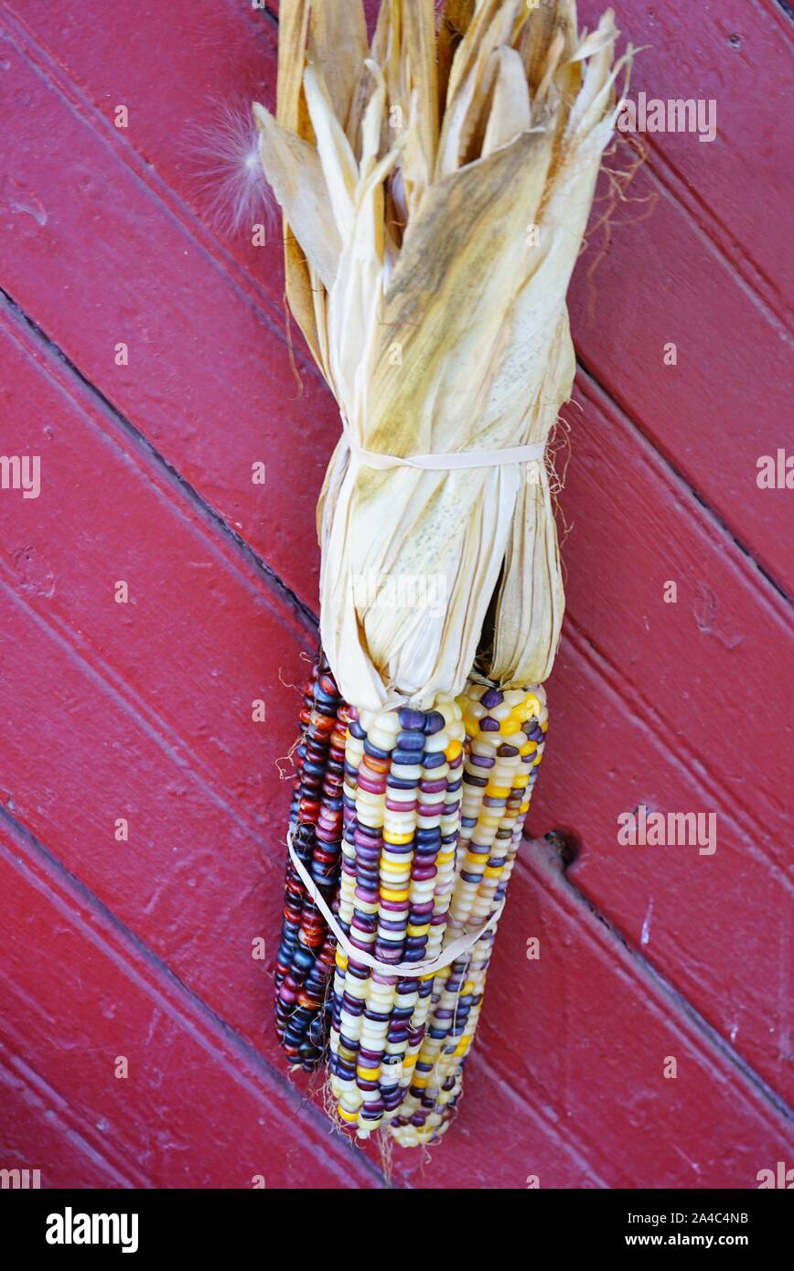 Decorative Indian corn with colorful kernels in the fall Stock Photo ...