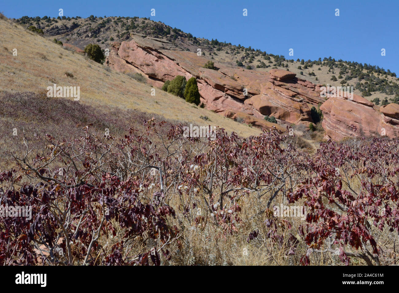 Morrison formation plants hi-res stock photography and images - Alamy
