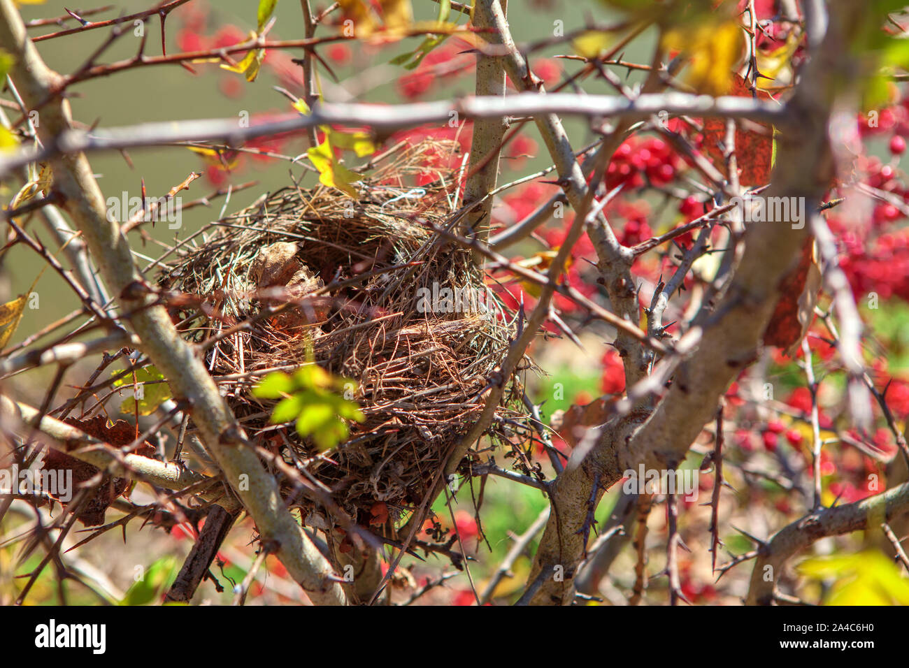 Empty bird nest tree branches hi-res stock photography and images - Alamy