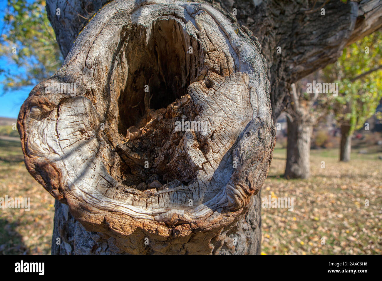 close up photo of hollow in a tree Stock Photo - Alamy