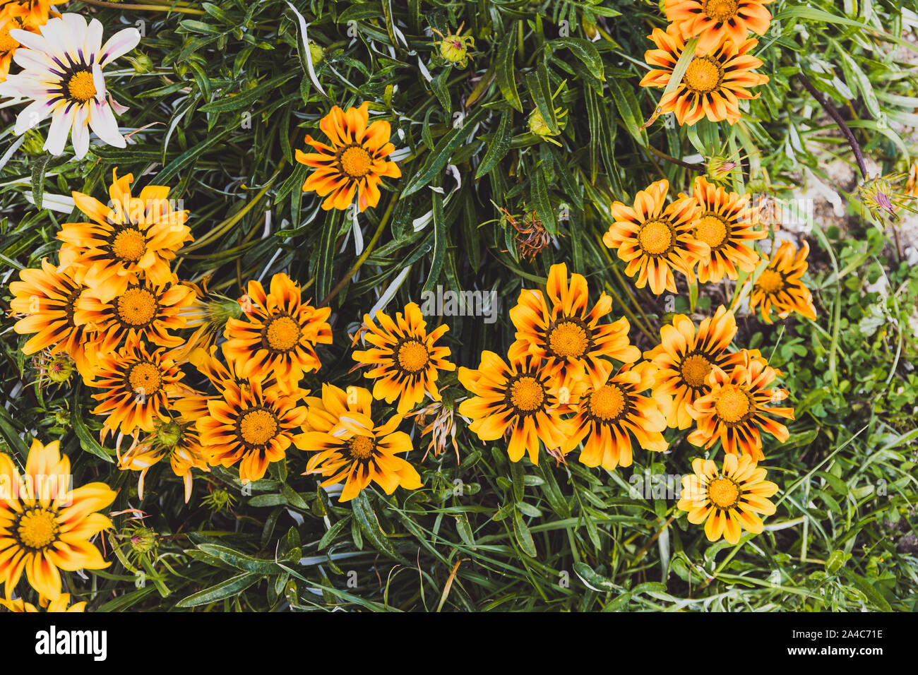 African native Gazania daisies with vibrant yellow and red tones shot ...