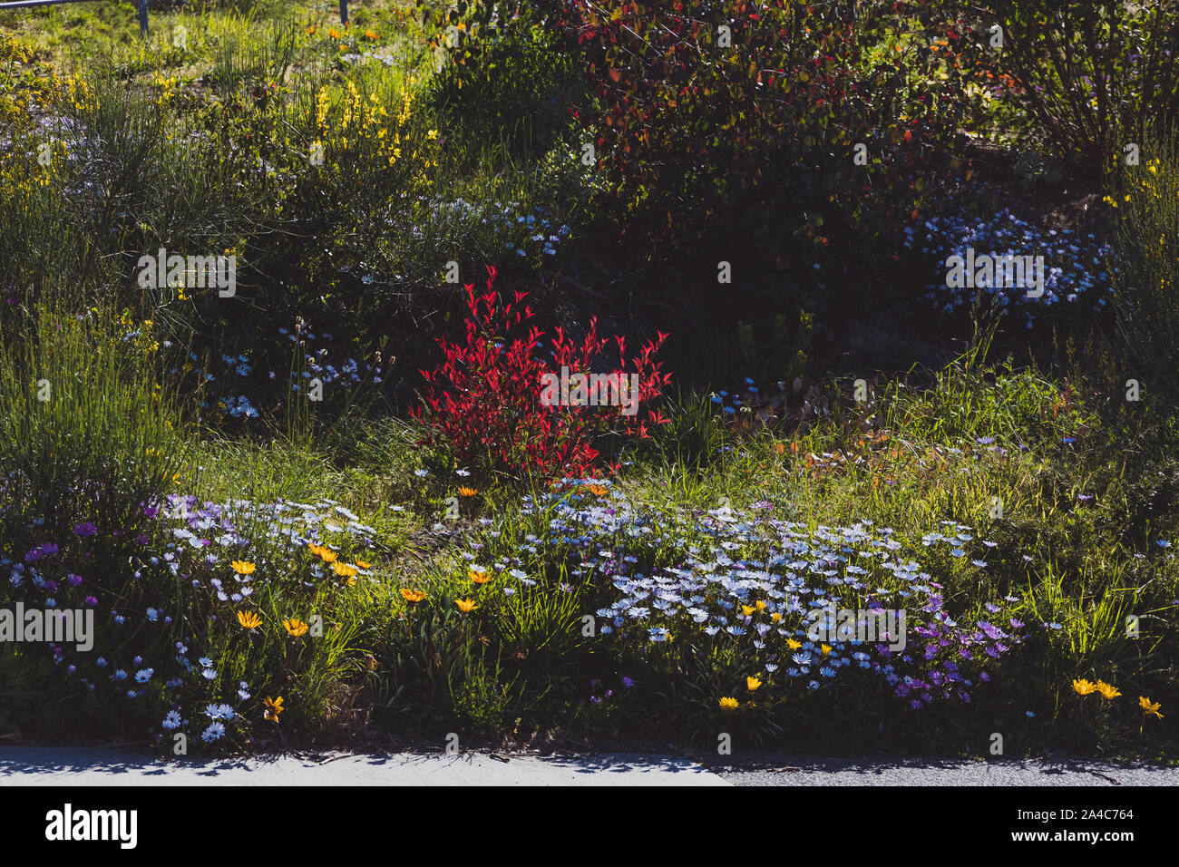 colorful daisies and flower bushes along residential road in Australia ...